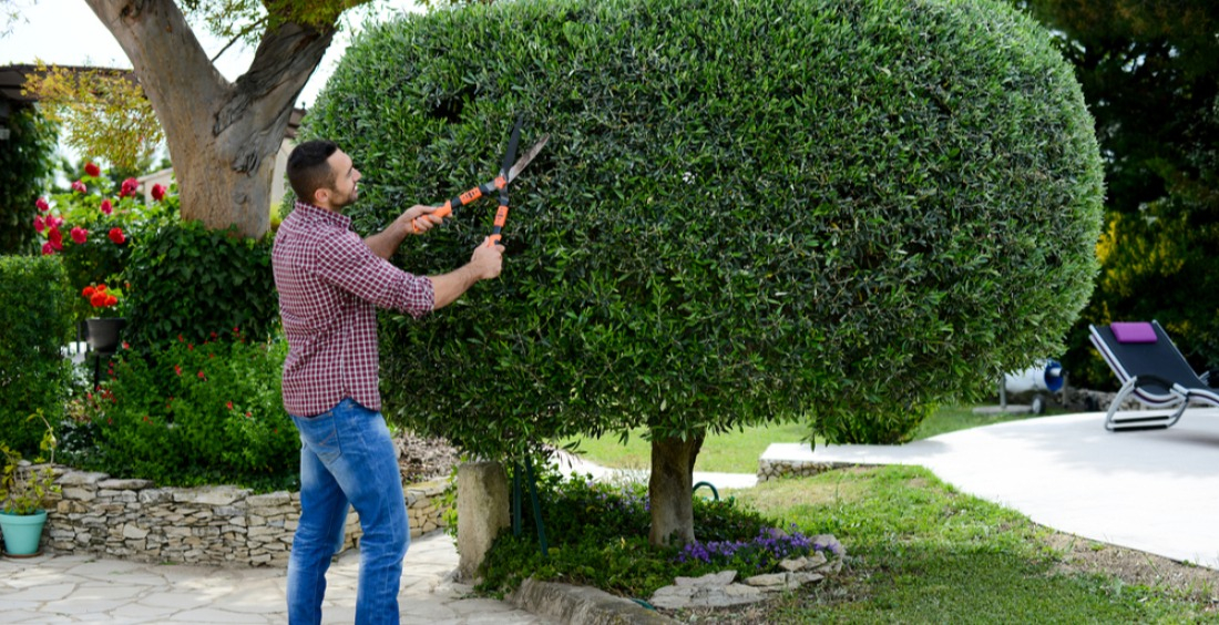 Comment bien tailler un arbuste : astuces et conseils